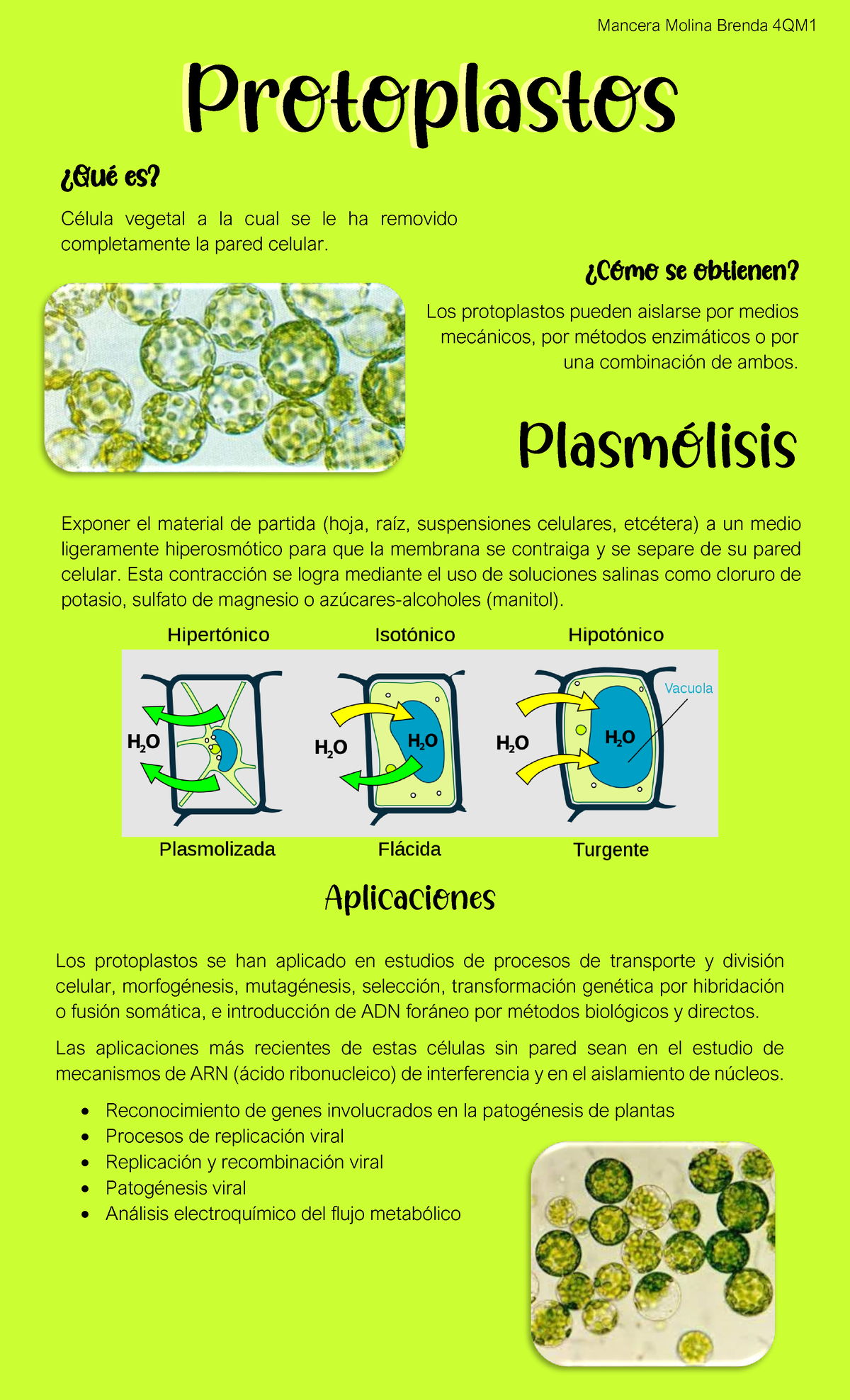 Protoplastos Mancera Molina Brenda 4QM1 ENCB - ¿Qué es? Célula vegetal ...