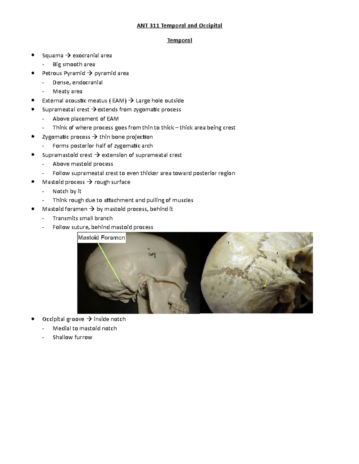 ANT 311 Temporal and Occipital - ANT 311 Temporal and Occipital ...
