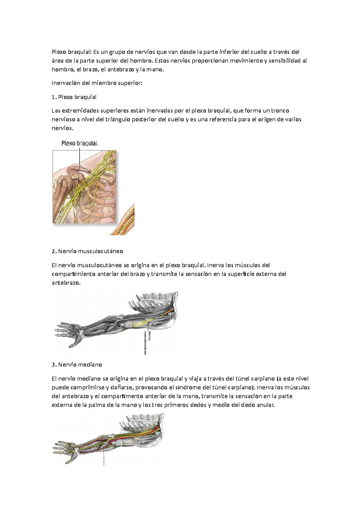 Plexo branquial - resumen - Plexo braquial: Es un grupo de nervios que ...
