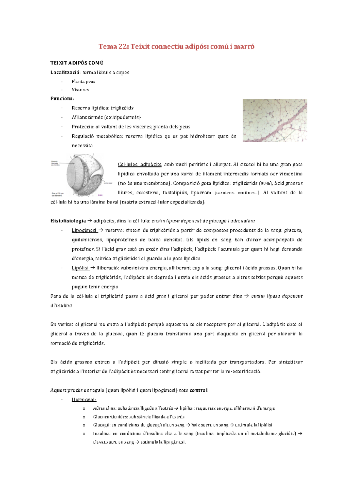 Teixit connectiu adipós - Tema 22: Teixit connectiu adipós: comú i ...