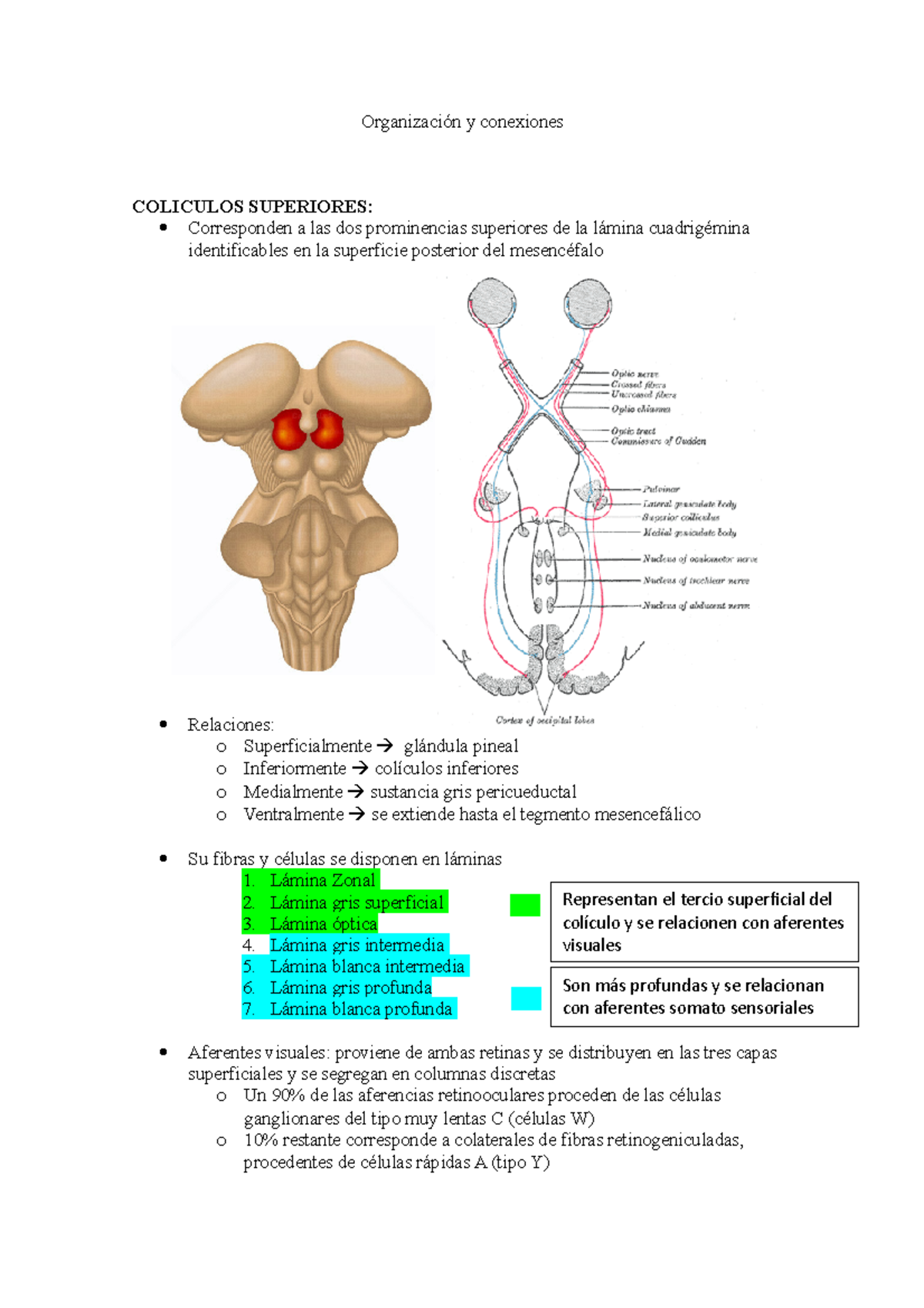 Organización y conexiones EIM - Organización y conexiones COLICULOS ...