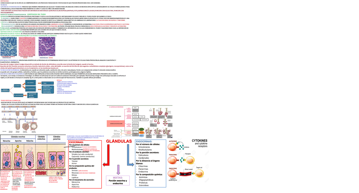 Histo - Morfofisiologia - Studocu