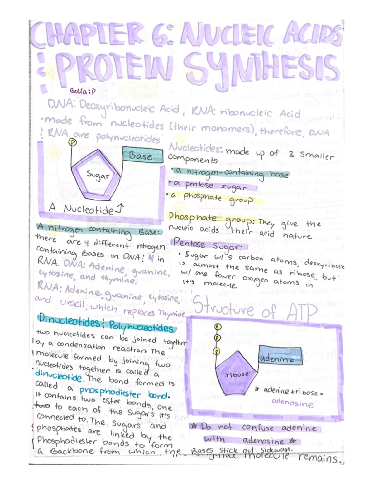 Protein synthesis notes - CHAPTER 6. NUCLEIC ACIDS PROTEW SYMHESIS ...
