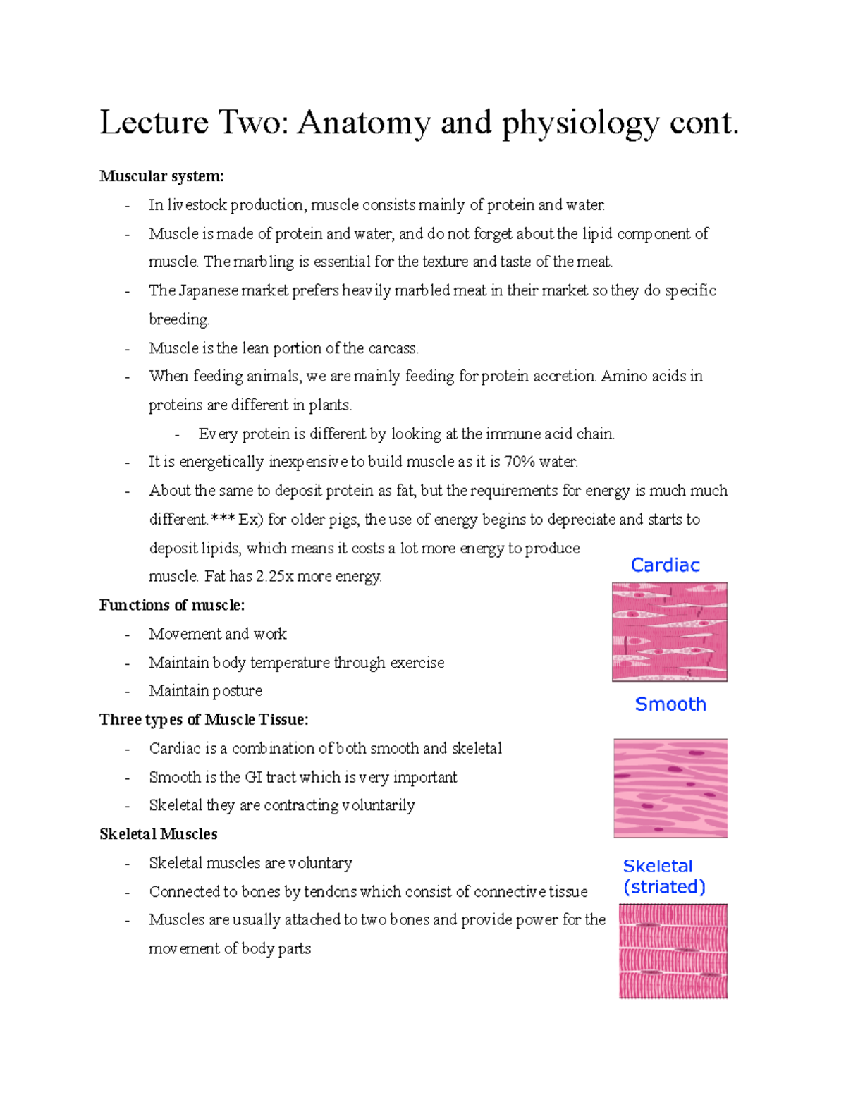 Lecture Two Anatomy and physiology cont - Muscular system: - In ...