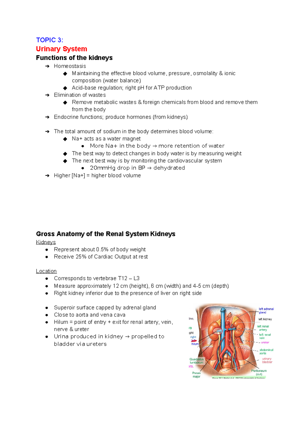 Summary Urinary System - TOPIC 3: Urinary System Functions of the ...