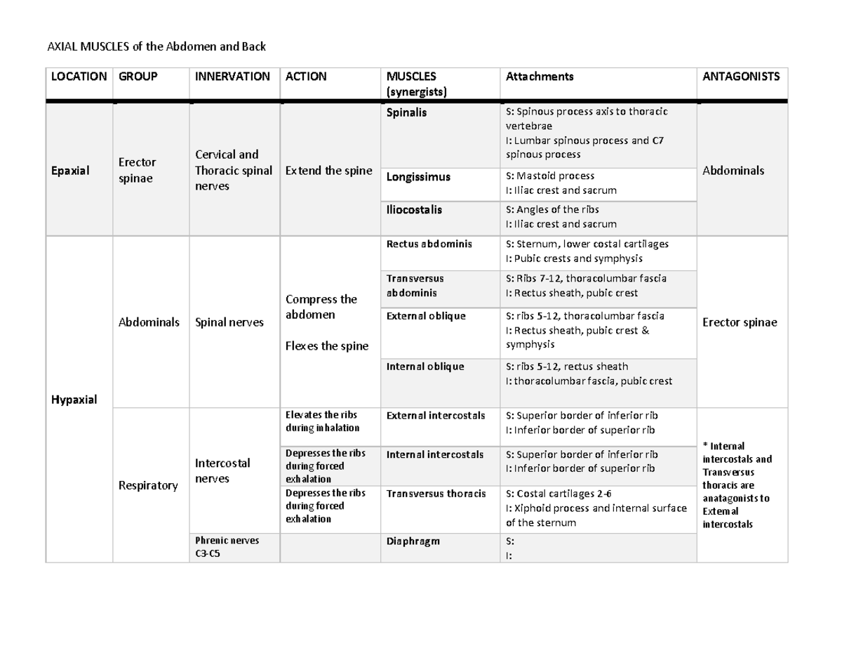 Biology 20 Muscle Charts - AXIAL MUSCLES of the Abdomen and Back ...