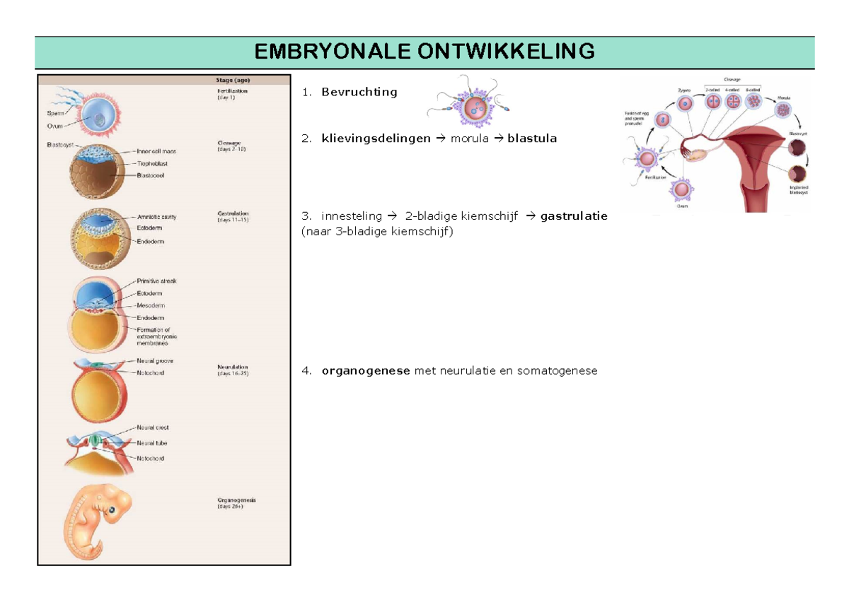 Embryonale Ontwikkeling samenvatting - EMBRYONALE ONTWIKKELING ...