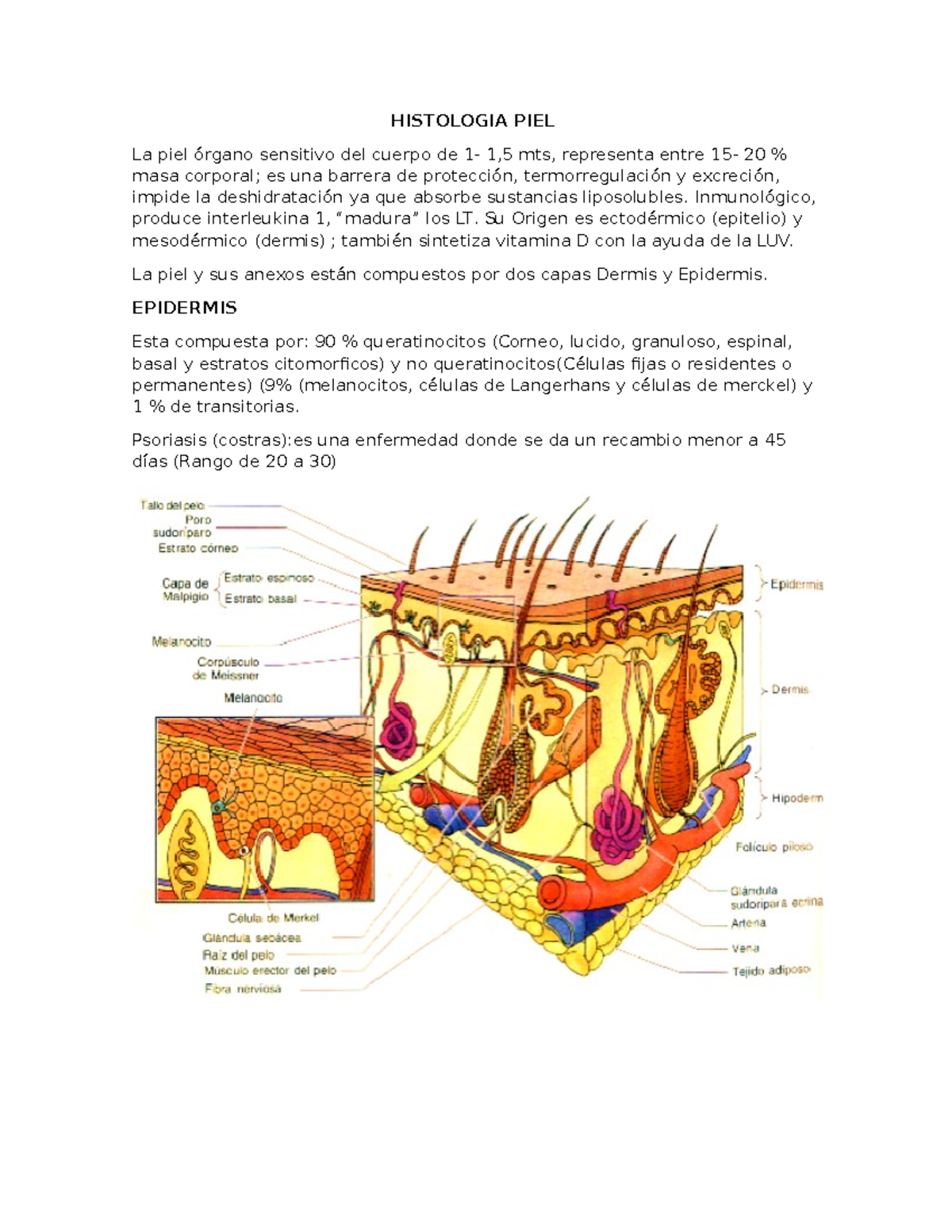 Histologia PIEL - Apuntes Histología de la piel - HISTOLOGIA PIEL La ...