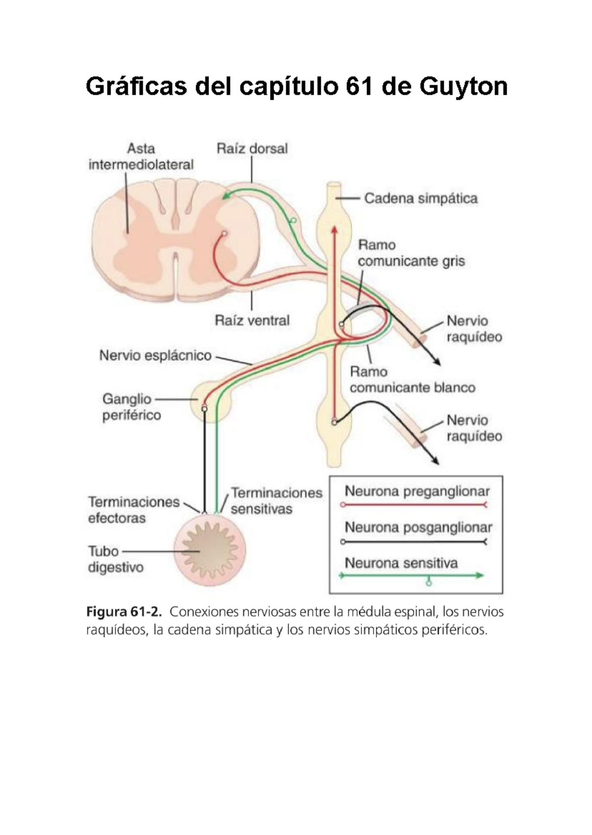 Sistema nervioso autónomo y médula suprarrenal - Gráficas del capítulo 61 de Guyton Asta Raíz ...