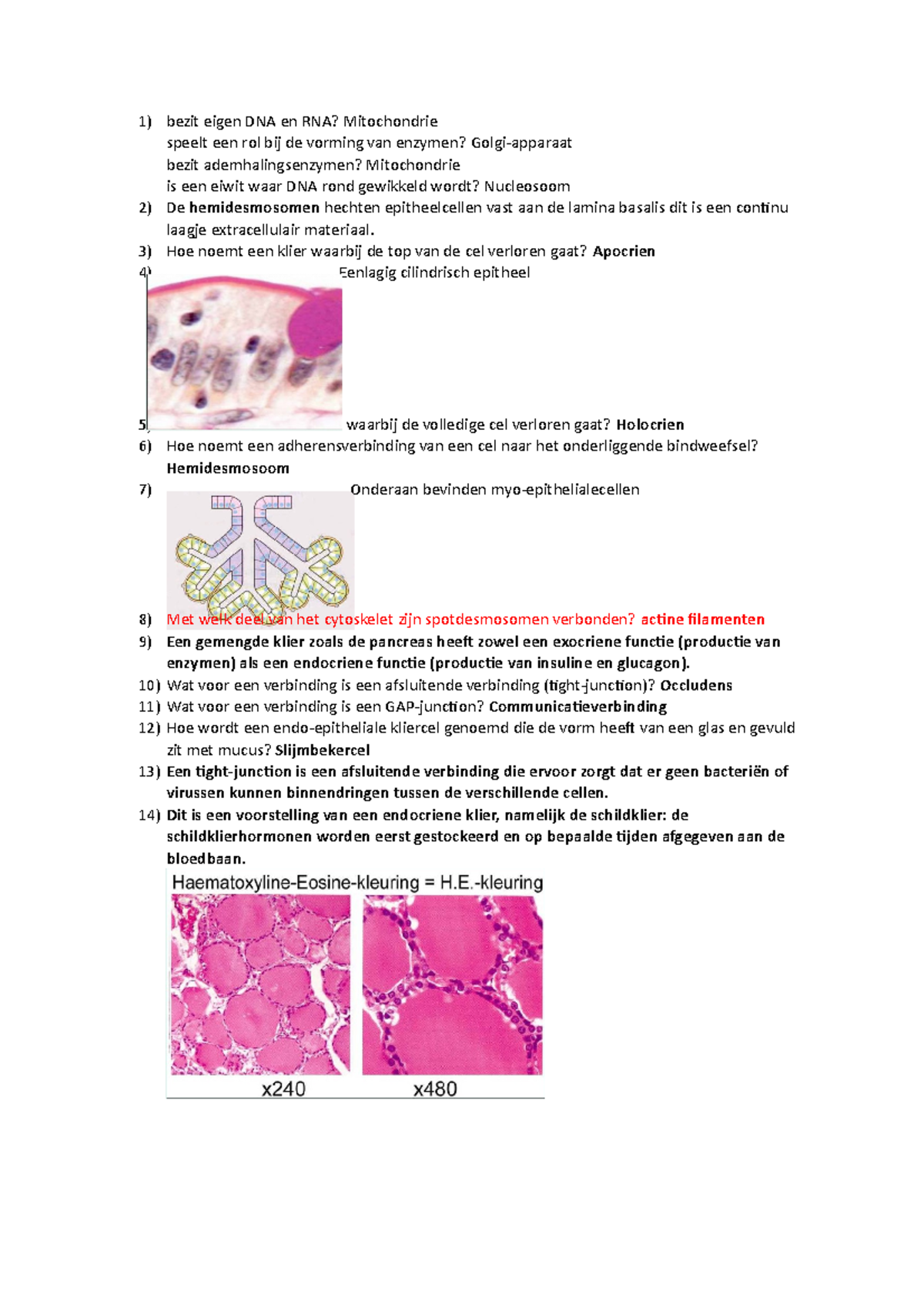 Epitheelweefsel testje - bezit eigen DNA en RNA? Mitochondrie speelt ...