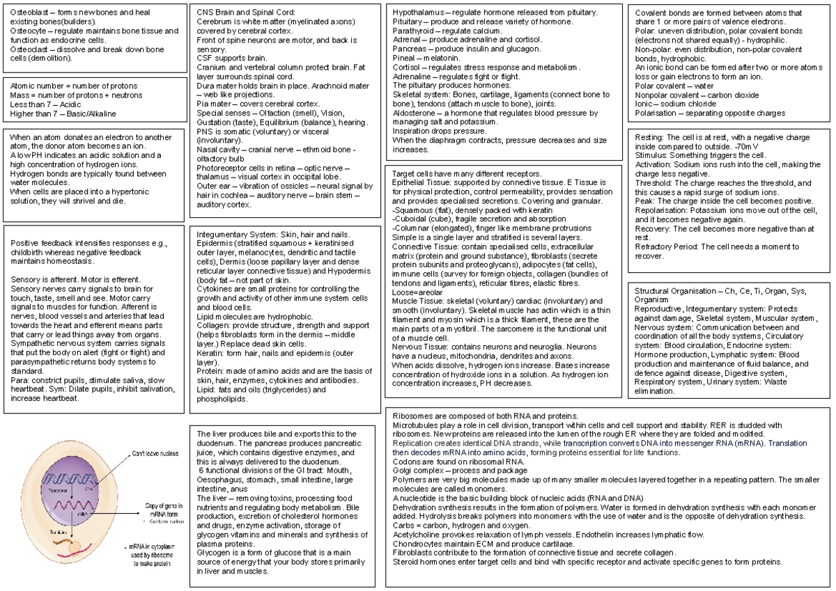 HUBS 1401 Cheat Sheet - Covalent bonds are formed between atoms that ...