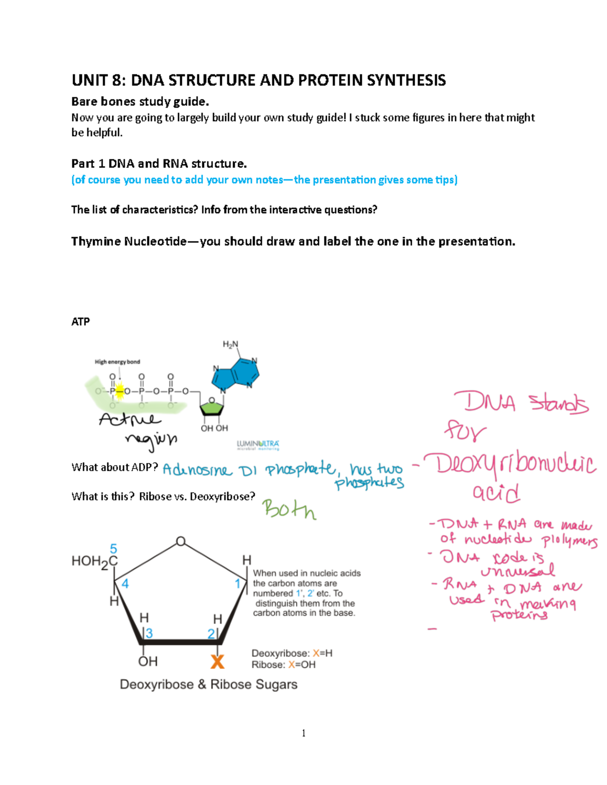 Bio 1140L Unit 8 DNA Daniela Diaz - UNIT 8: DNA STRUCTURE AND PROTEIN ...