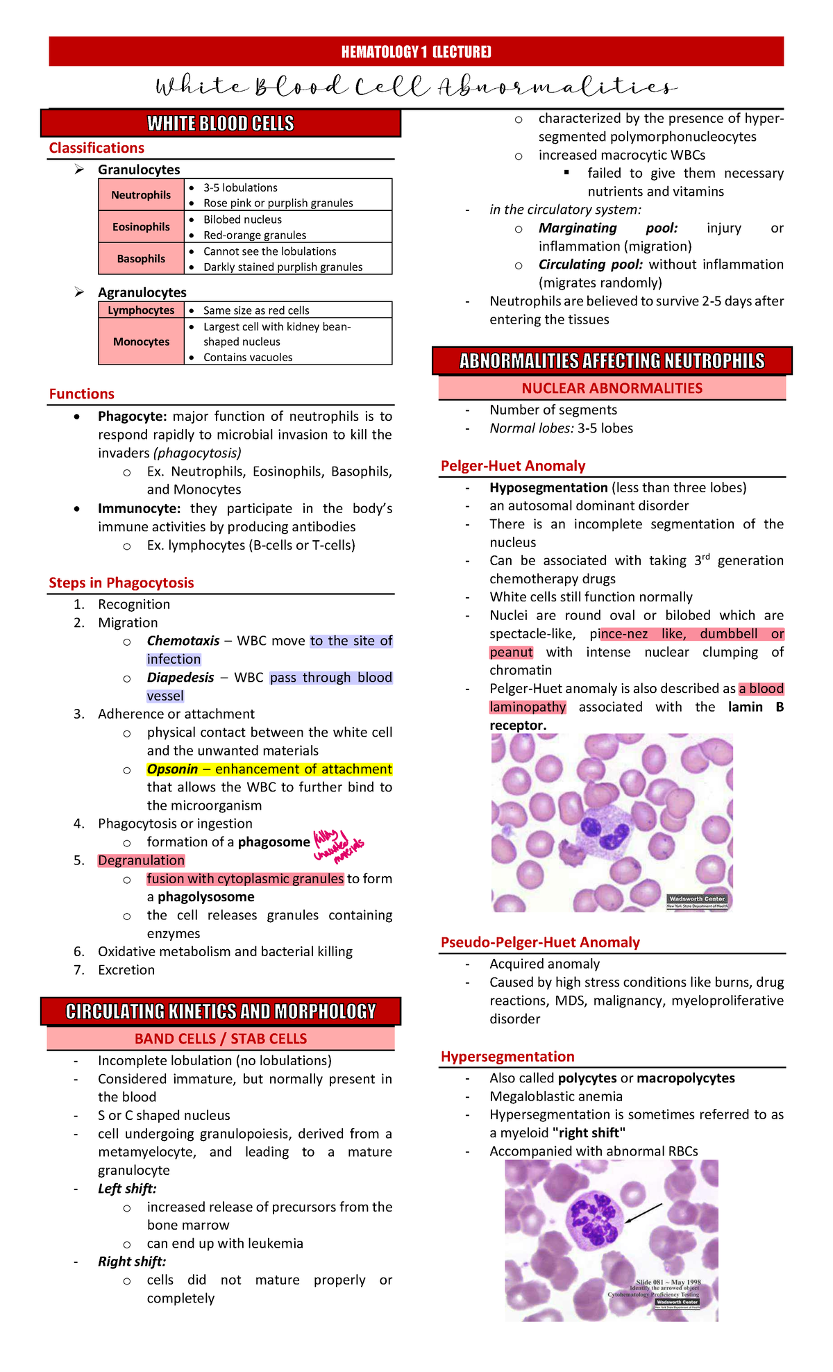 Lecture Lesson 7. White Blood Cell Abnormalities - HEMATOLOGY 1 ...