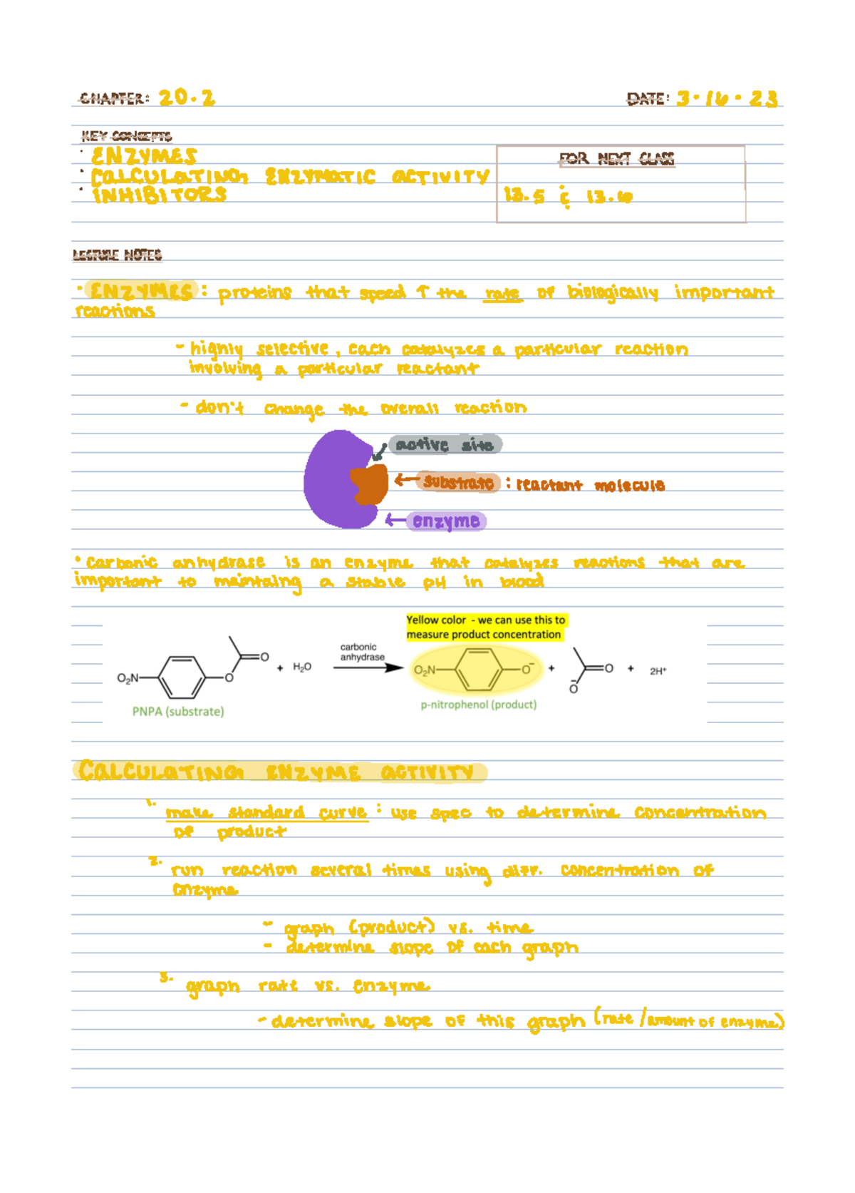 CHEM104 Lecture Notes: Enzymes and Inhibitors - chapter rate regencies ...