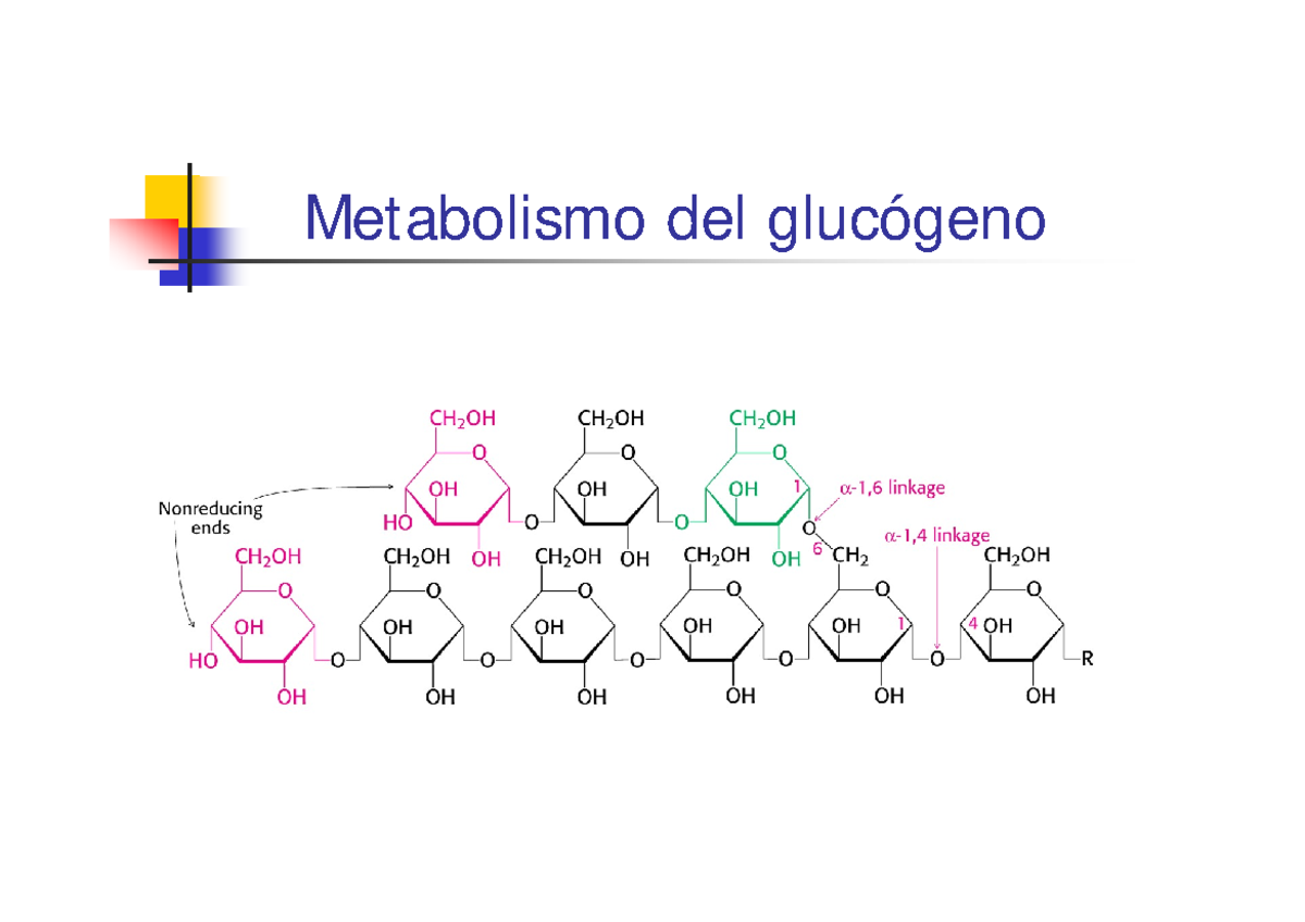 Glucogeno - material para bioquimica - Metabolismo del glucógeno Los ...