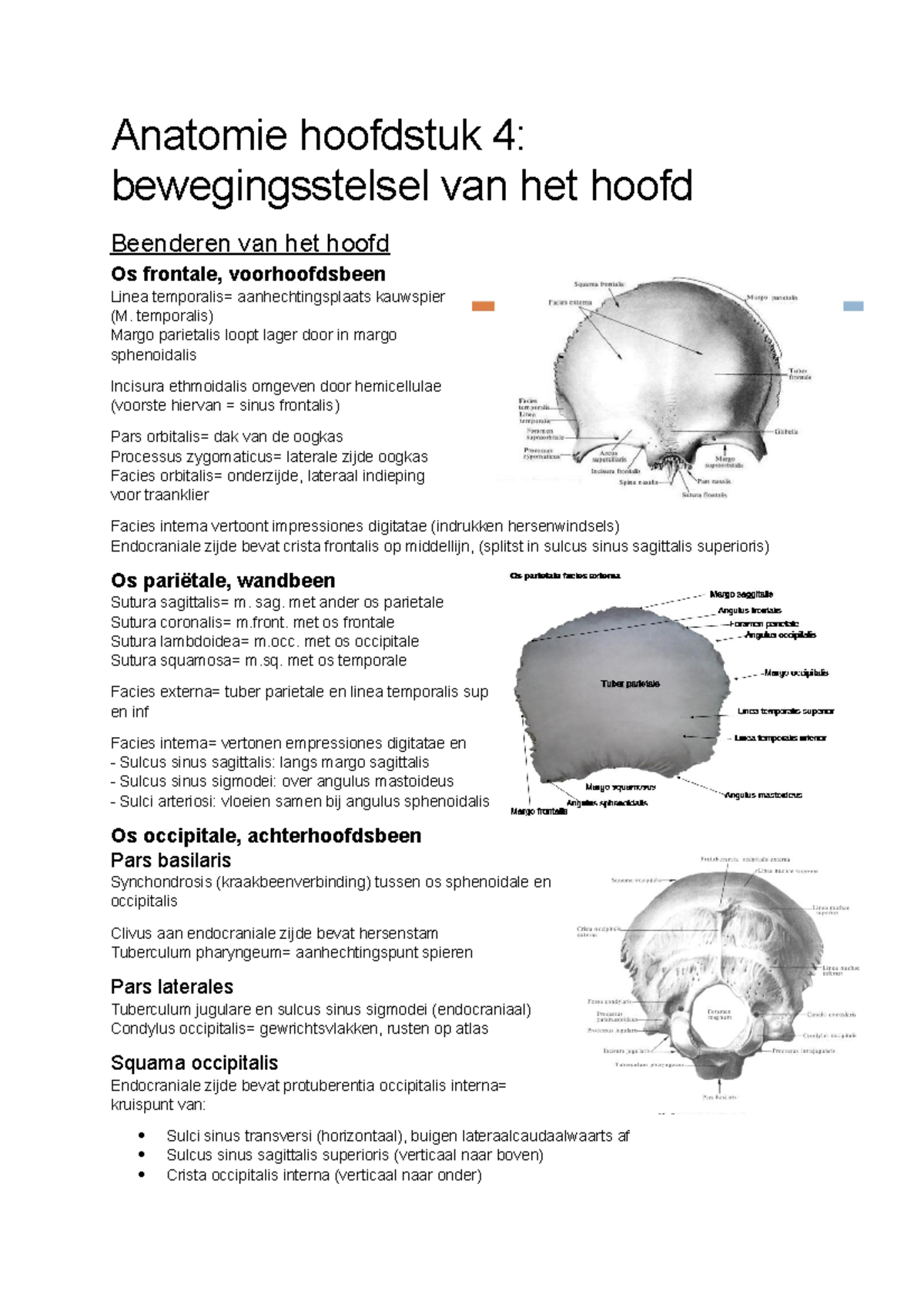 Anatomie 1: schedel - Anatomie hoofdstuk 4: bewegingsstelsel van het ...