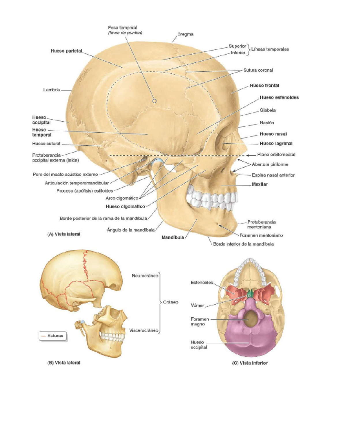 Craneo imagenes para estudiar del libro 2021 - Medicina - USAC - Studocu