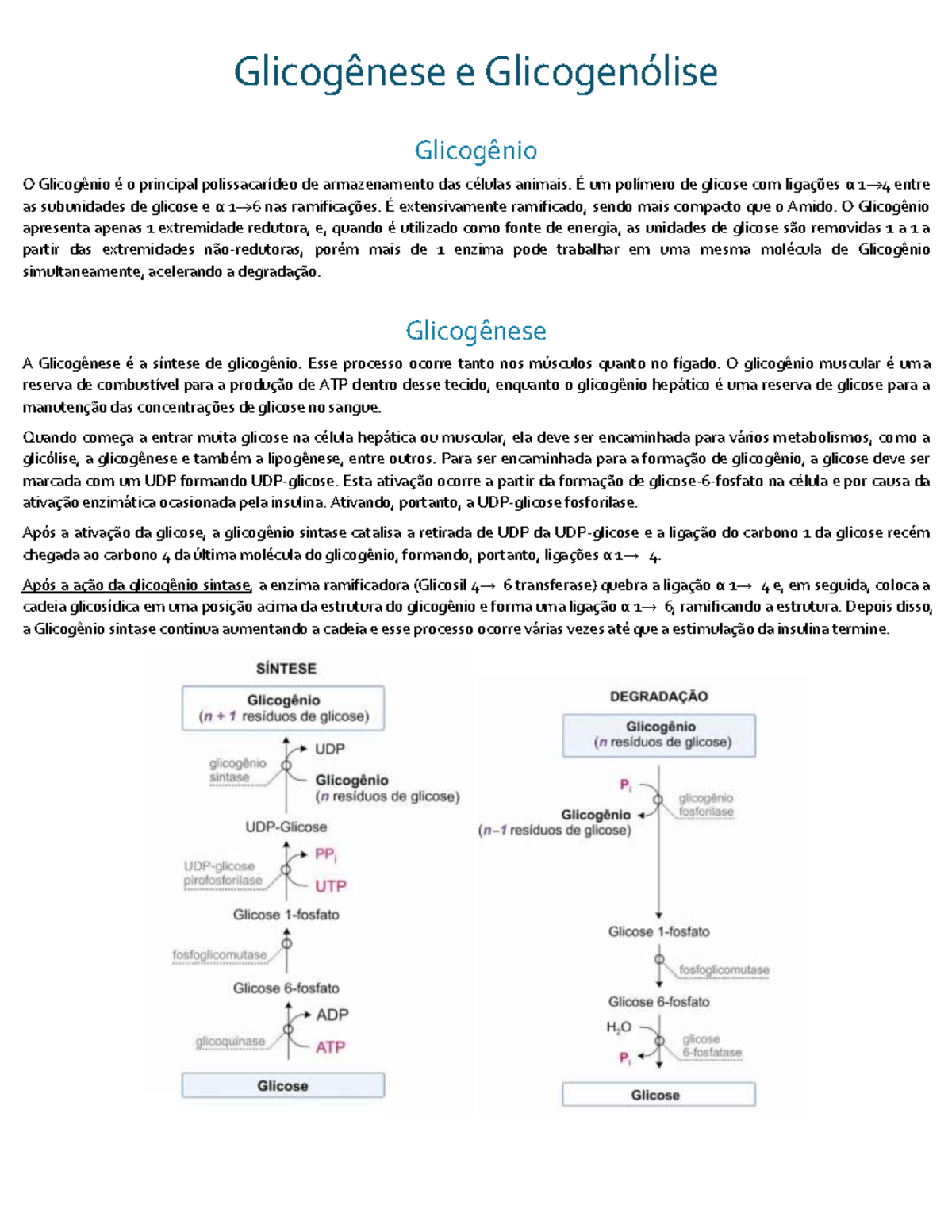 Resumo Bioquímica Glicogênese e Glicogenólise - Glicogênese e ...
