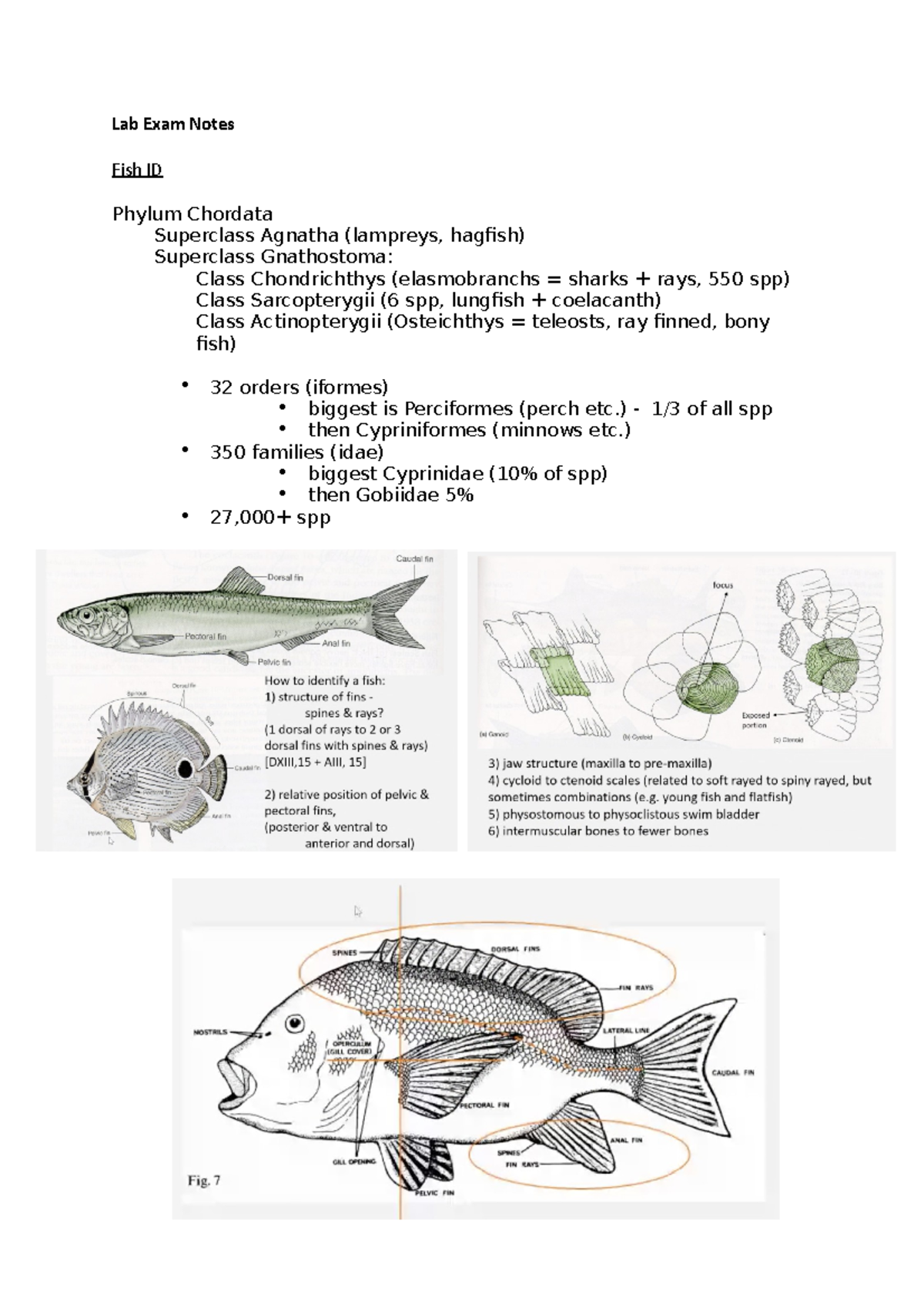 Lab Exam Notes - Lab Exam Notes Fish ID Phylum Chordata Superclass ...