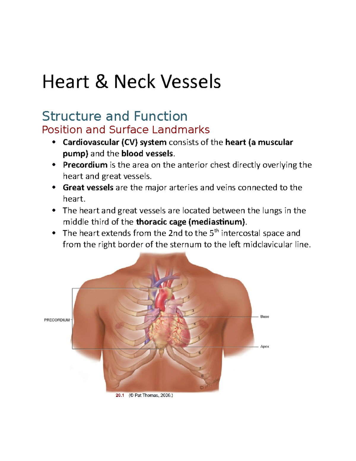 Heart and Neck Vessels NotesNUR3029 - Heart & Neck Vessels Structure ...