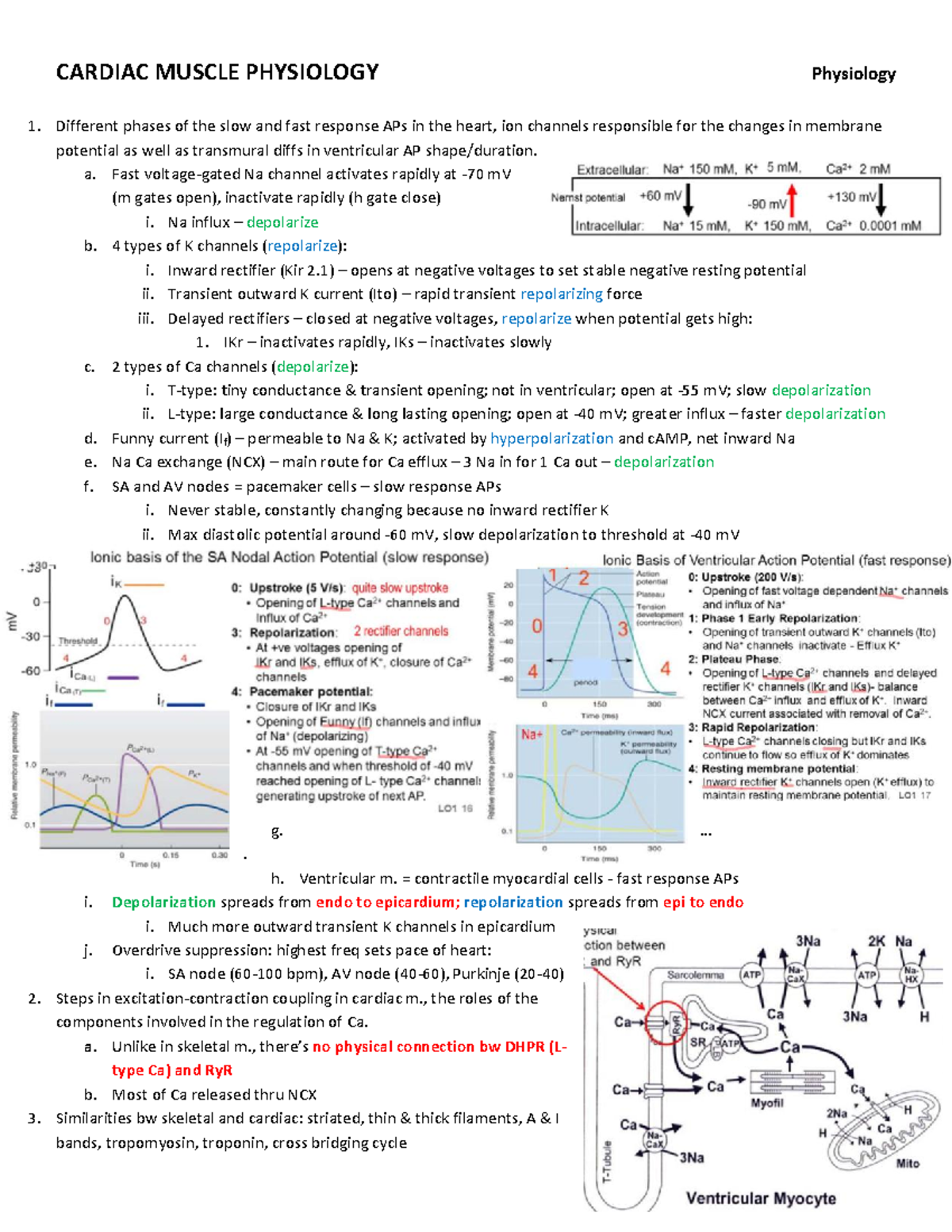 1.1 Cardiac Muscle Physiology - CARDIAC MUSCLE PHYSIOLOGY Physiology 1 ...
