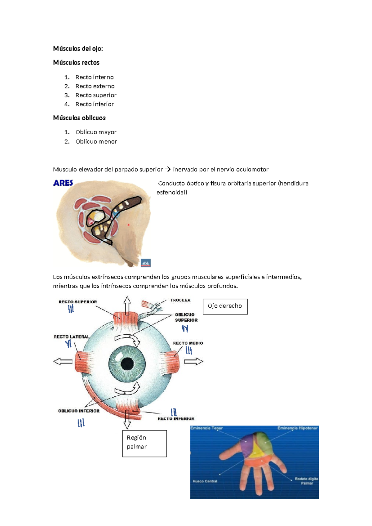 Músculos del ojo - ....... - Músculos del ojo: Músculos rectos 1. Recto ...