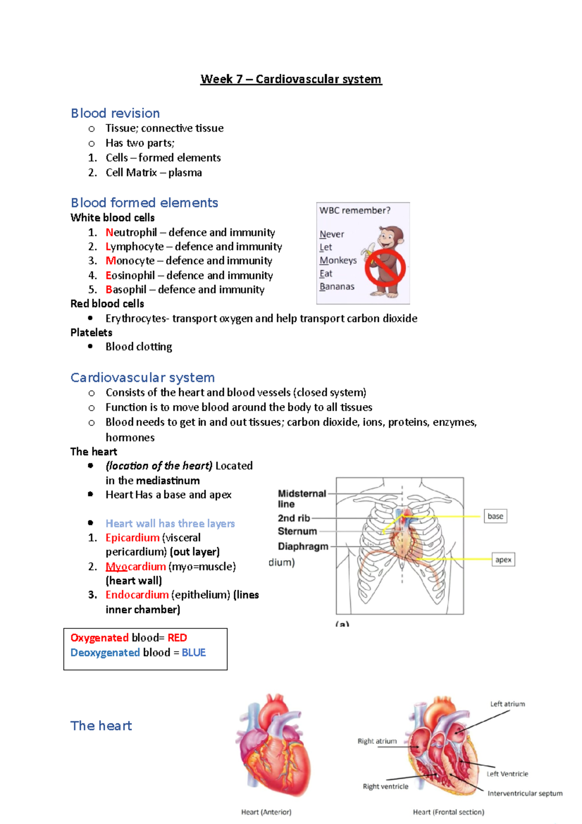 Week 7- cardiovascular system - Week 7 – Cardiovascular system Blood ...