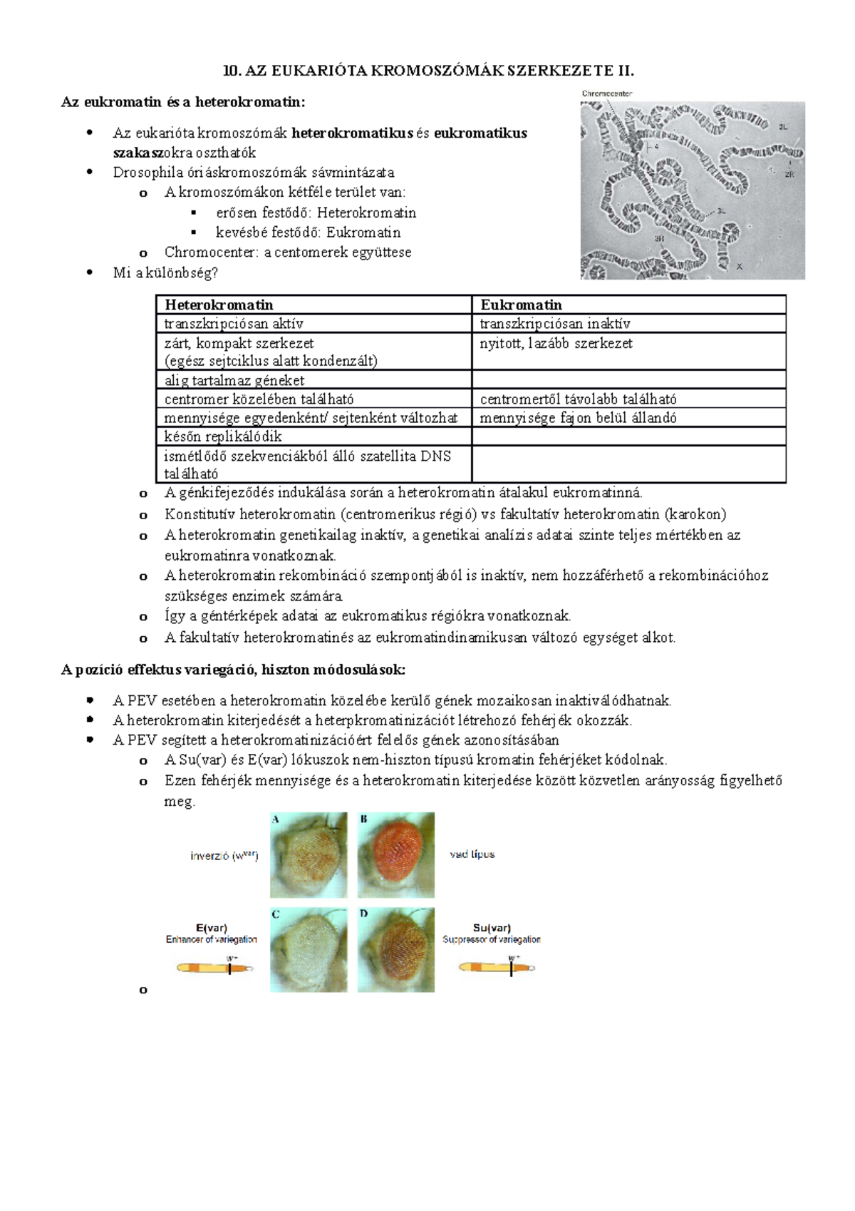 10. tétel - Gen2 - 10. AZ EUKARIÓTA KROMOSZÓMÁK SZERKEZETE II. Az ...