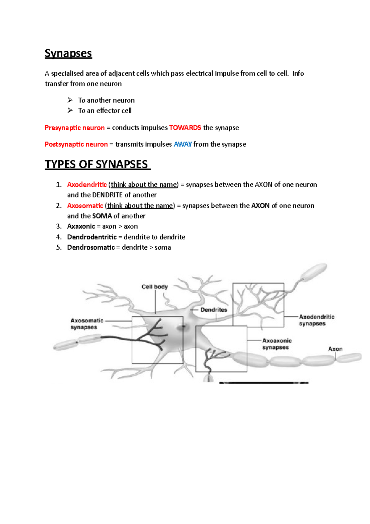 Synapses-NMJ - just a summary of synapse and nmj - Synapses A ...