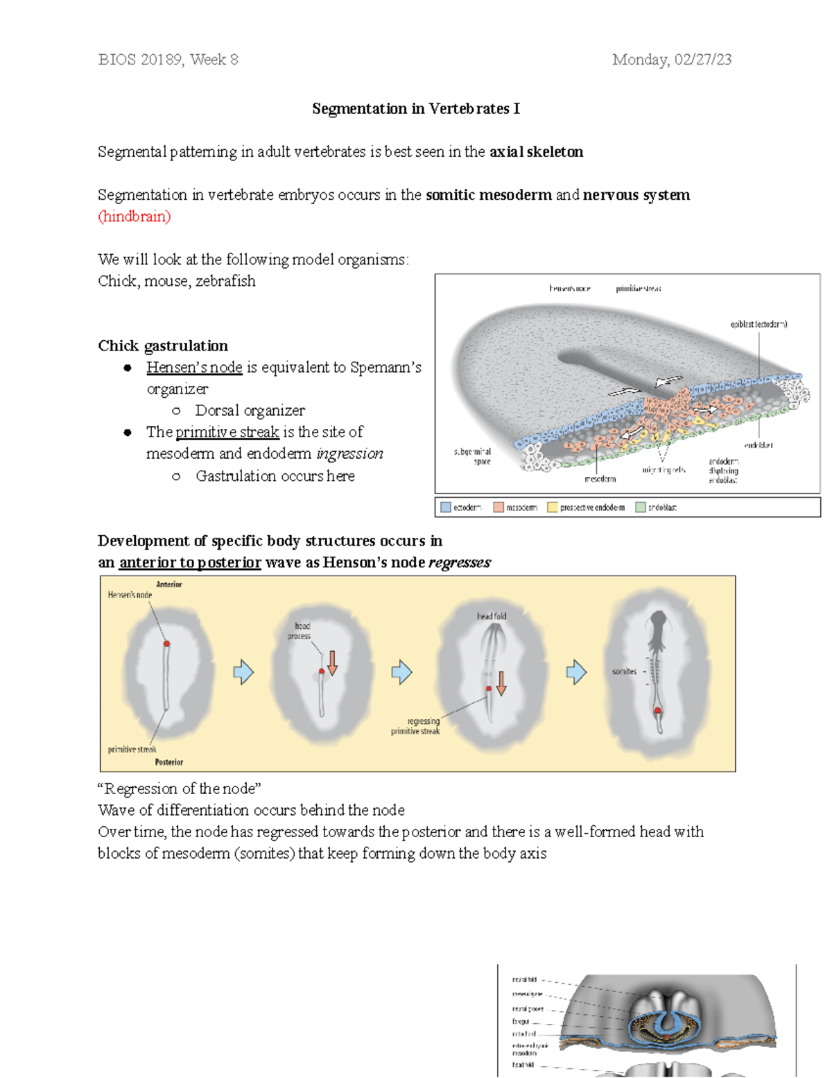 Segmentation in Vertebrates I - Segmentation in Vertebrates I Segmental ...