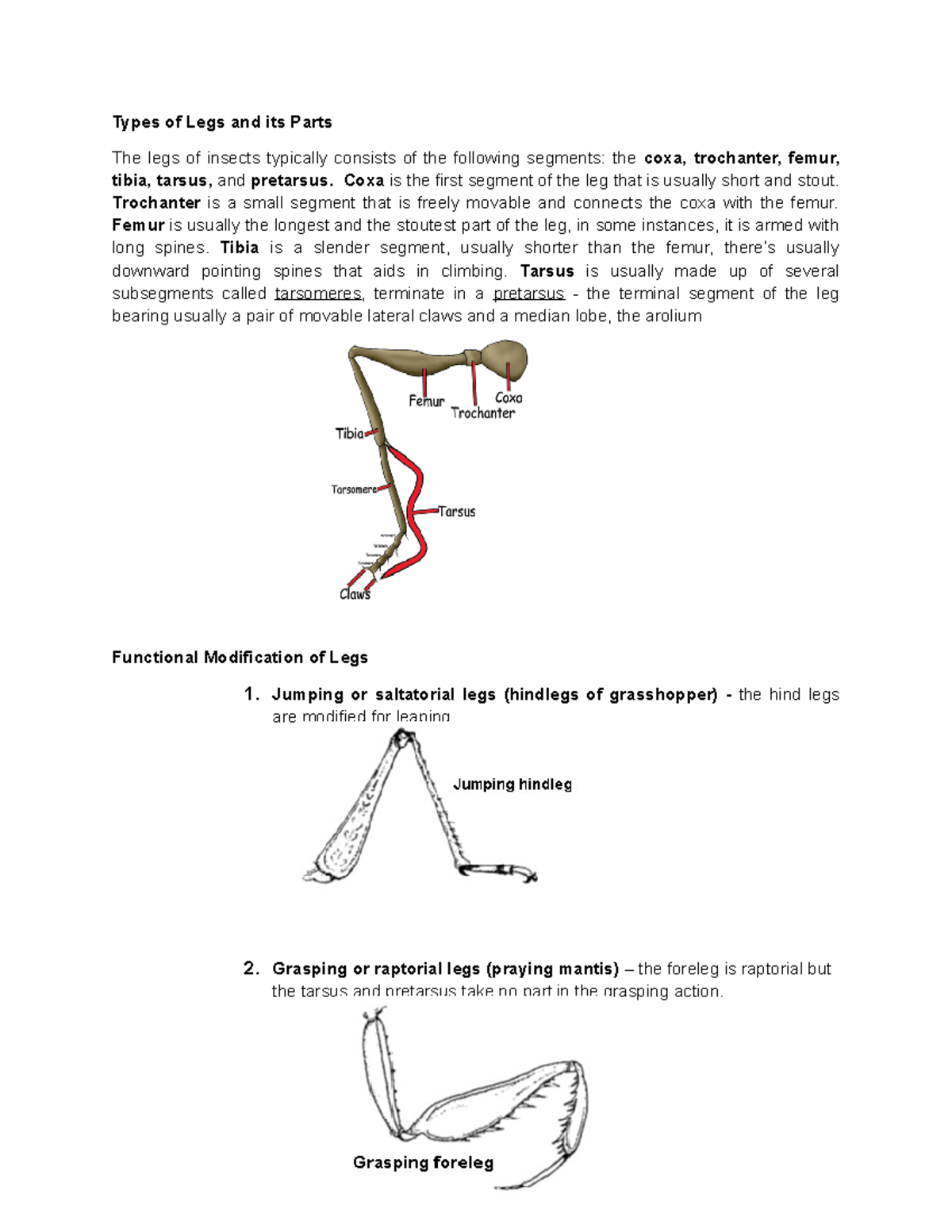 Types of Legs and its Parts - Coxa is the first segment of the leg that ...