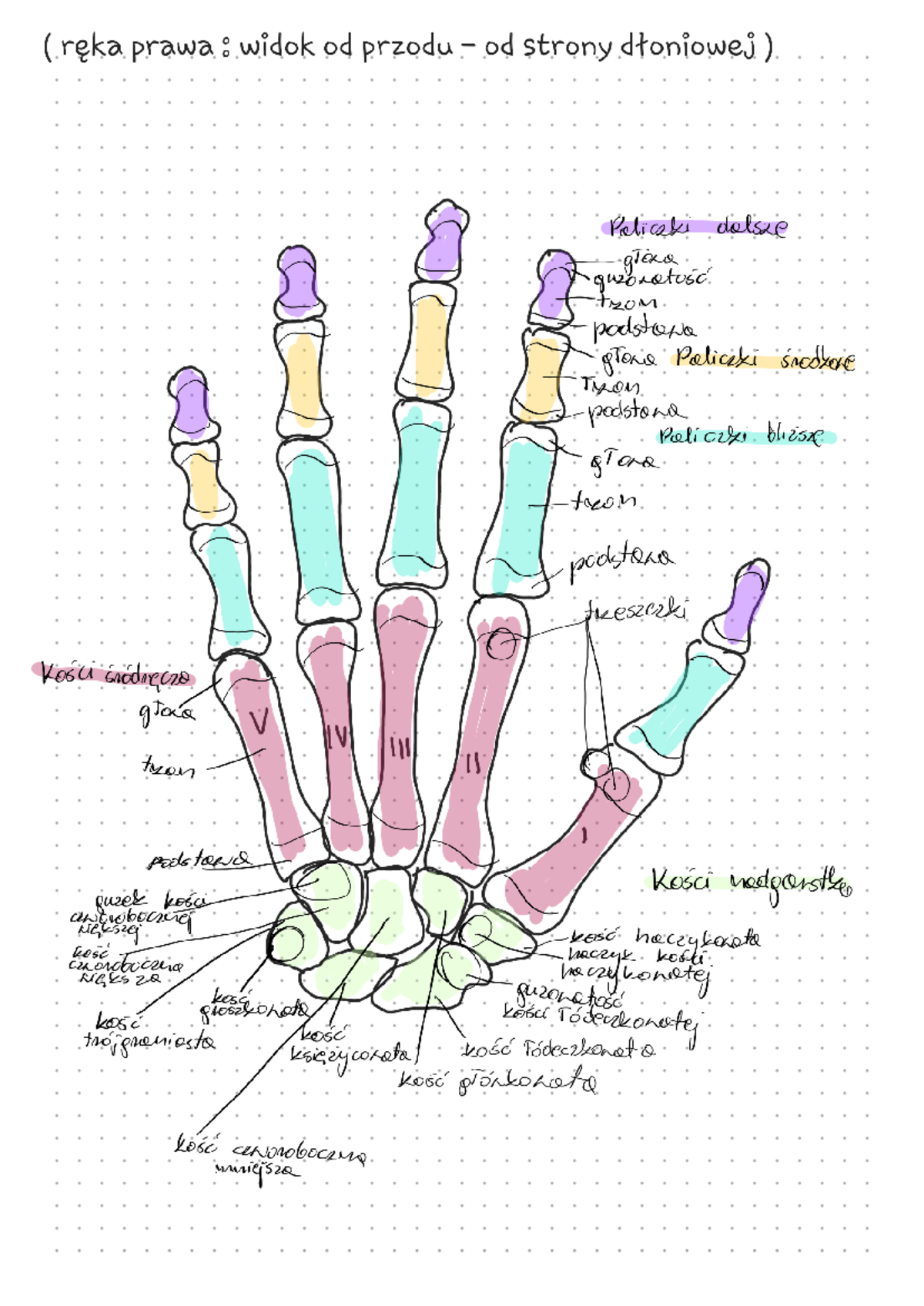 Nadgarstek I RĘKA KOŚCI 240408 180630 - Anatomia - Studocu