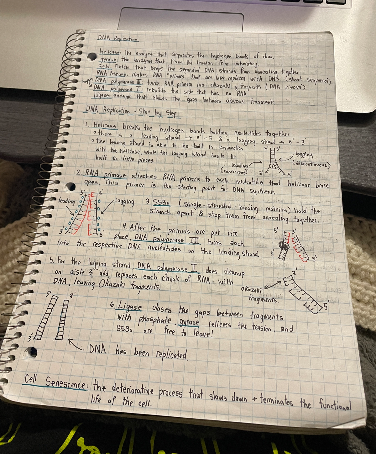 DNA Replication notes SBI4U - Studocu