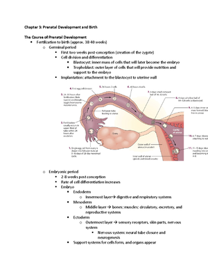 Chapter 2: Biological Beginnings and Genetic Foundations of Development ...