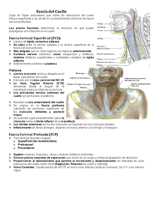 Padres de la anatomia - Herófilo, Erasístrato, Historia de la Anatomía ...