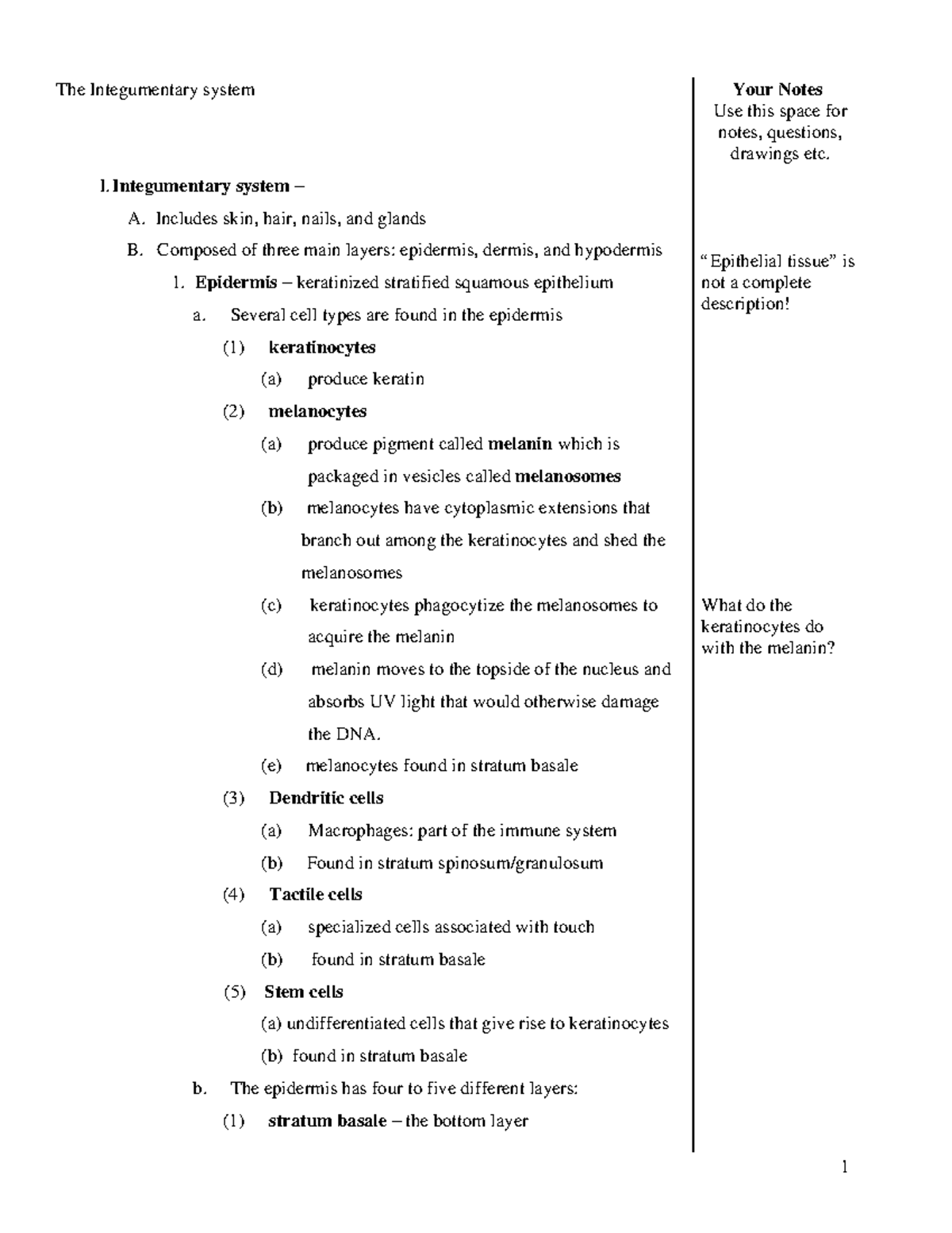 The Integumentary system handout - The Integumentary system I ...