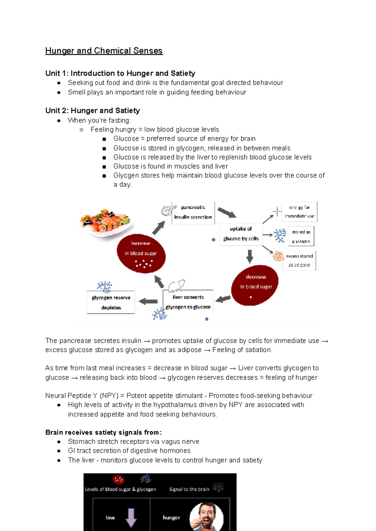 Hunger and Chemical Senses - The pancrease secretes insulin → promotes ...