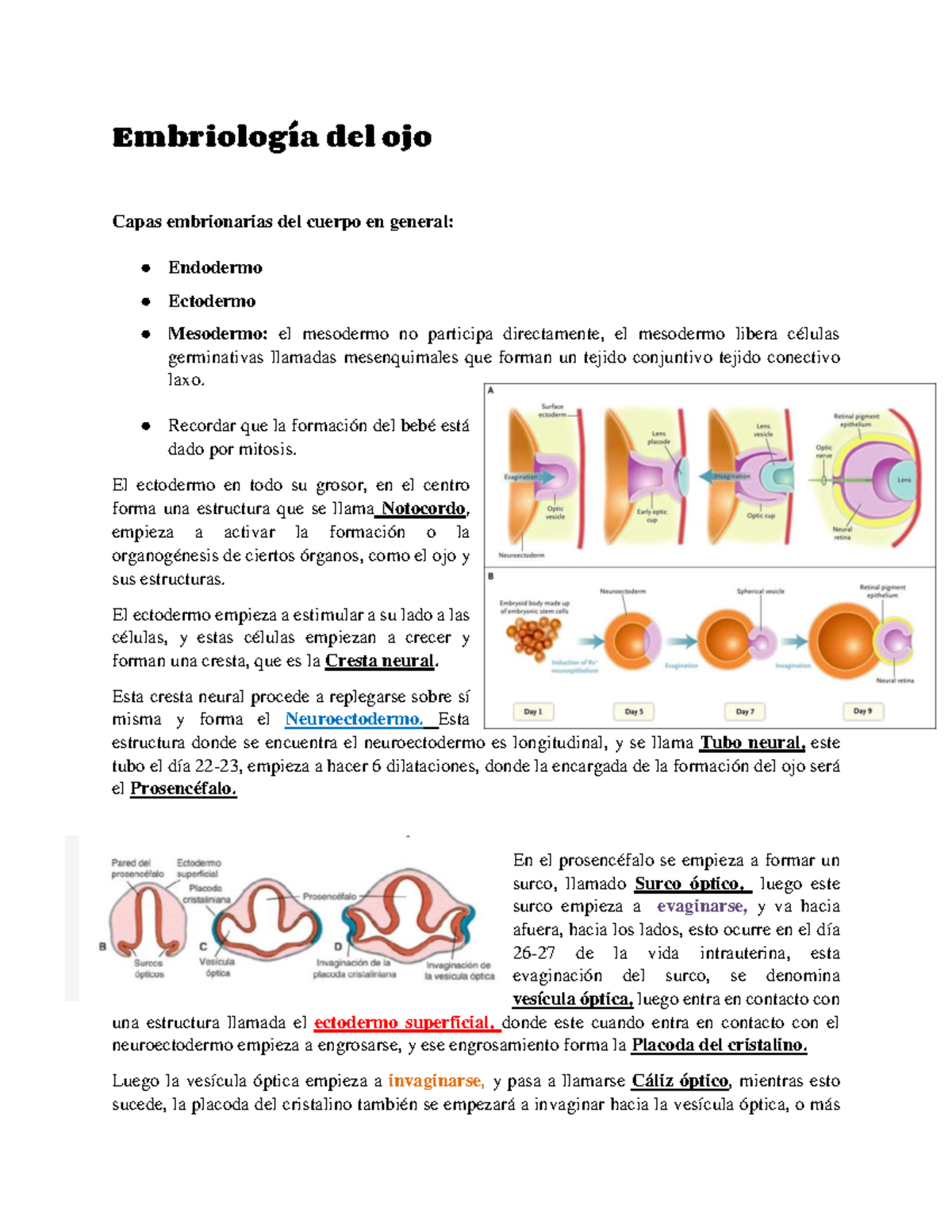 1p Oftalmo - Embriología del ojo Capas embrionarias del cuerpo en ...