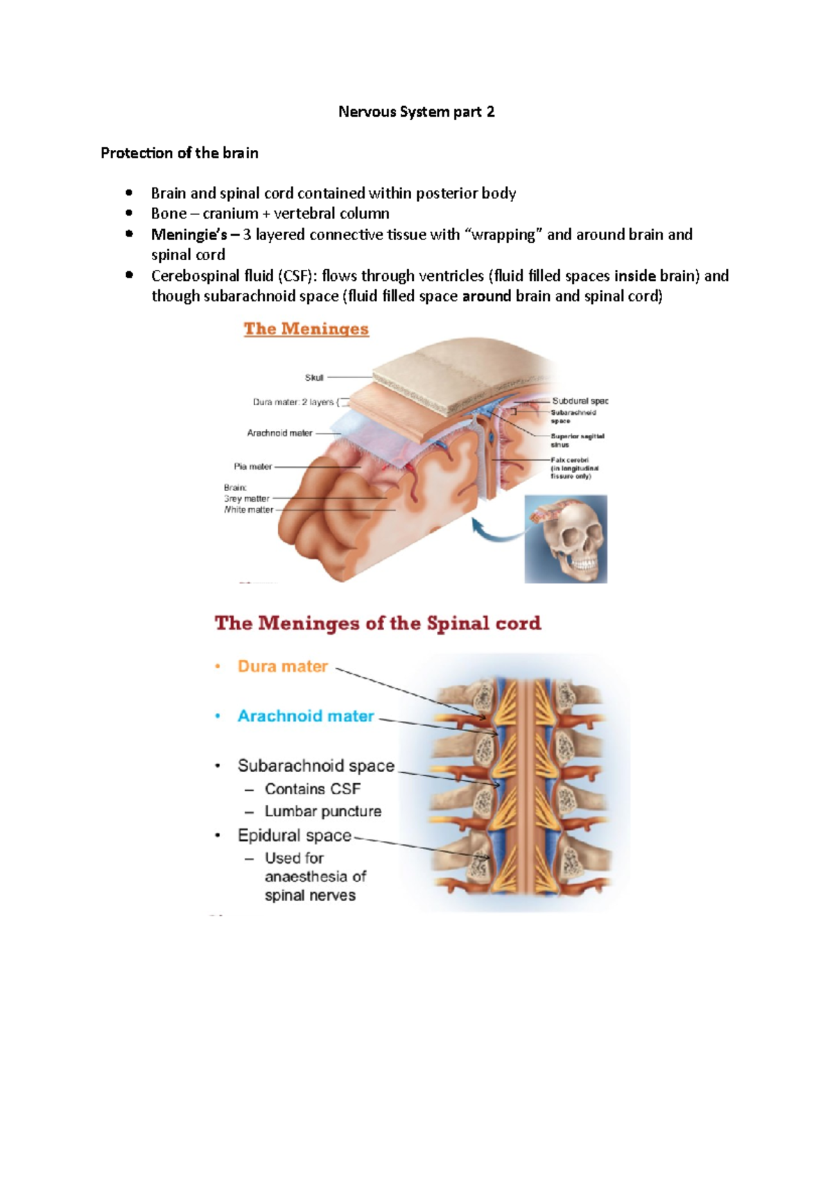 Nervous System part 2 - Studocu