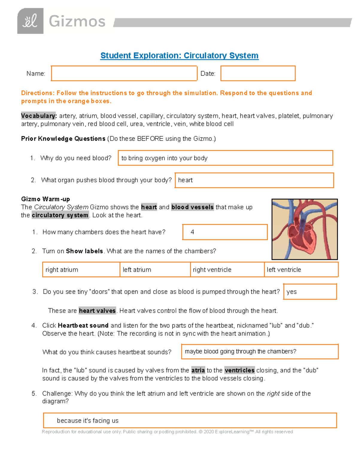 Circulatory System Gizmo - Student Exploration: Circulatory System Name ...