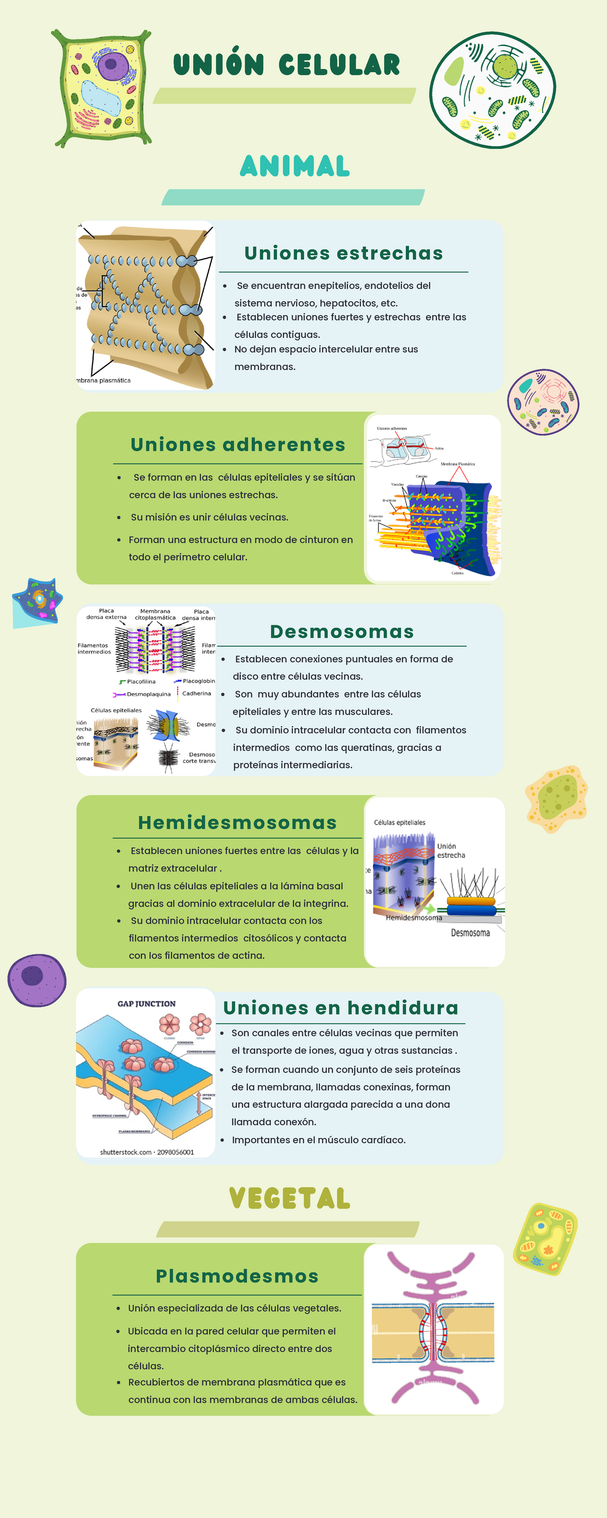 Infografía Biología Tipos de células - Unión Celular Uniones estrechas ...