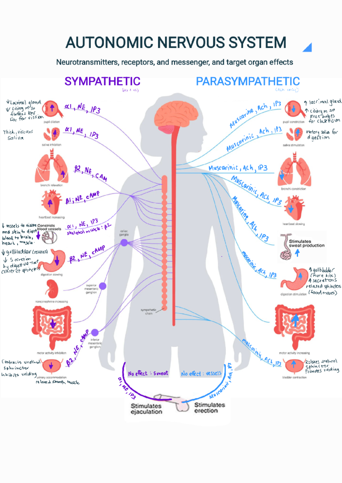 Sympathetic vs Parasympathetic Neurotransmitters - 12558 - Studocu