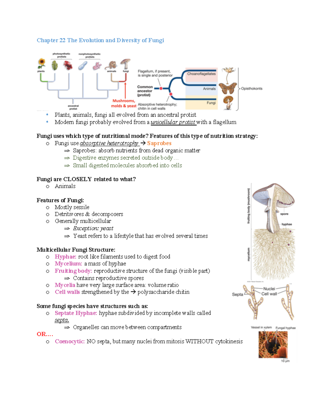 Chapter 22- The Evolution of Fungi - Chapter 22 The Evolution and ...