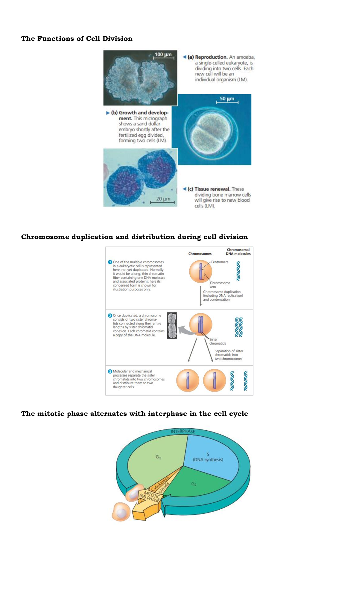 Mitosis and Meiosis - The Functions of Cell Division Chromosome ...