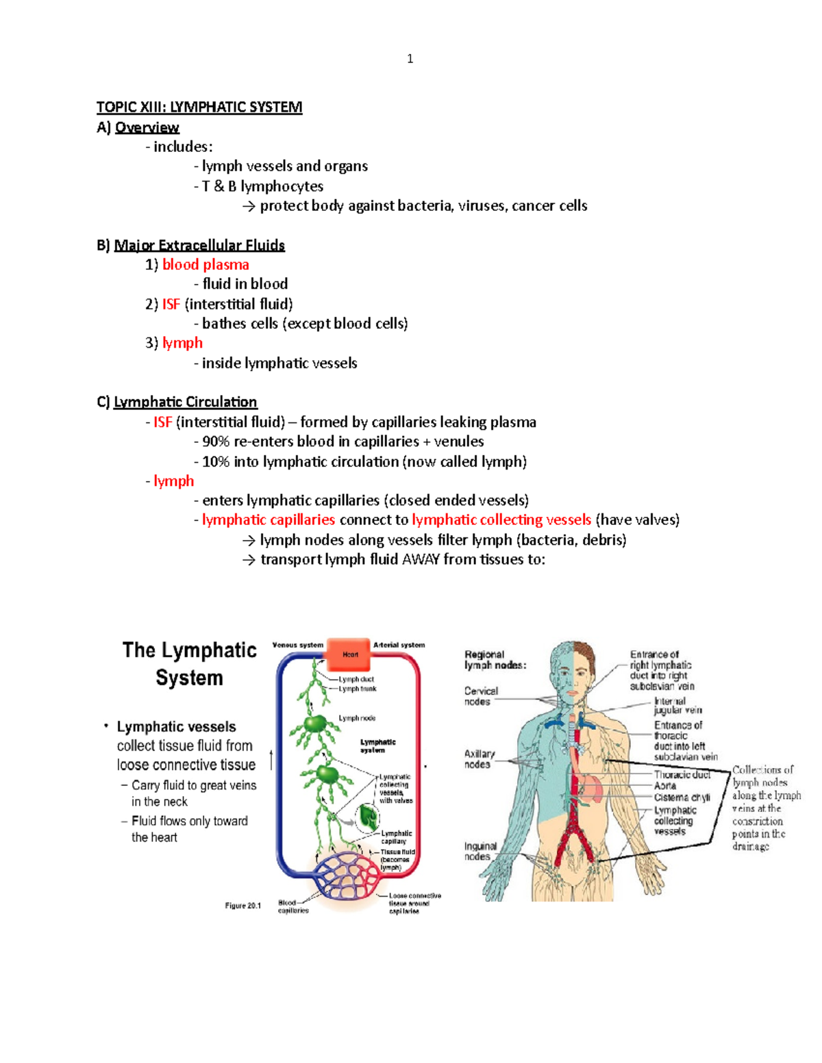 Topic XIII Lymphatic System - 1 TOPIC XIII: LYMPHATIC SYSTEM A ...