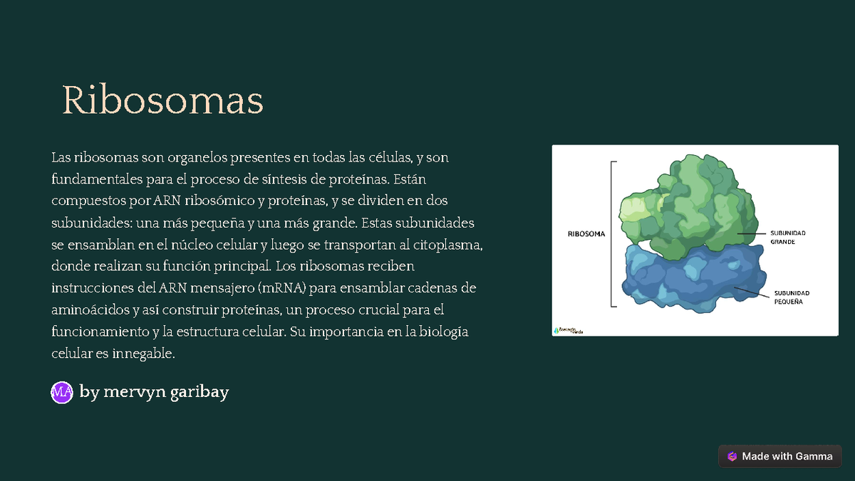 Ribosomas - Ribosomas Las ribosomas son organelos presentes en todas ...