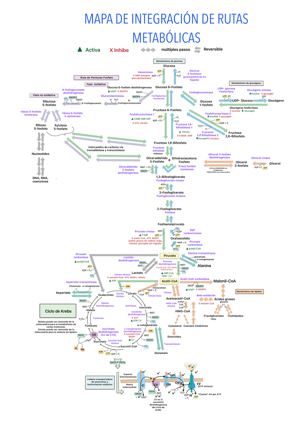 Rutas metabólicas integración - Core Metabolic Roadmap How to get the molecules that are needed ...