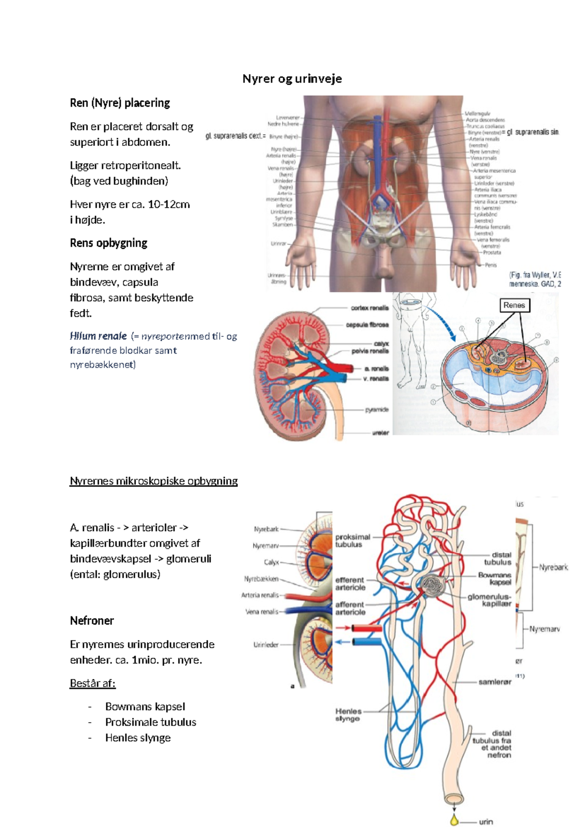 Nyrer og urinveje - Nyrer og urinveje Ren (Nyre) placering Ren er ...