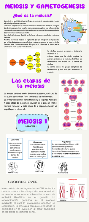 Etapas DE LA Profase 1 EN LA Meiosis 1 - ETAPAS DE LA PROFASE 1 EN LA ...
