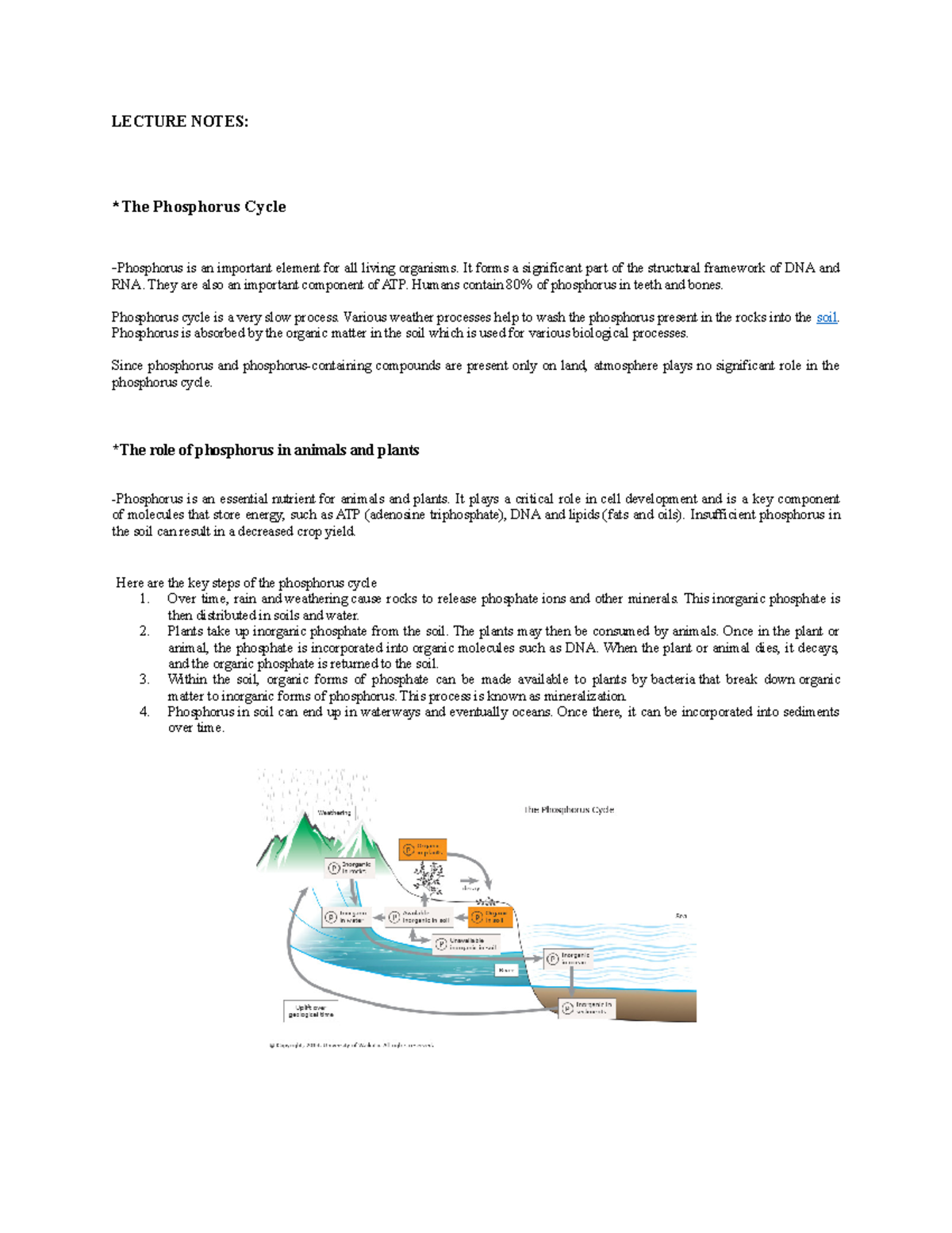 The Phosphorus Cycle - Lecture notes - LECTURE NOTES: *The Phosphorus ...